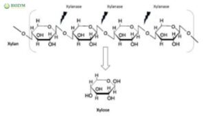 Enzyme Xylanase là gì? Tìm hiểu về Enzyme quan trọng như thế nào?